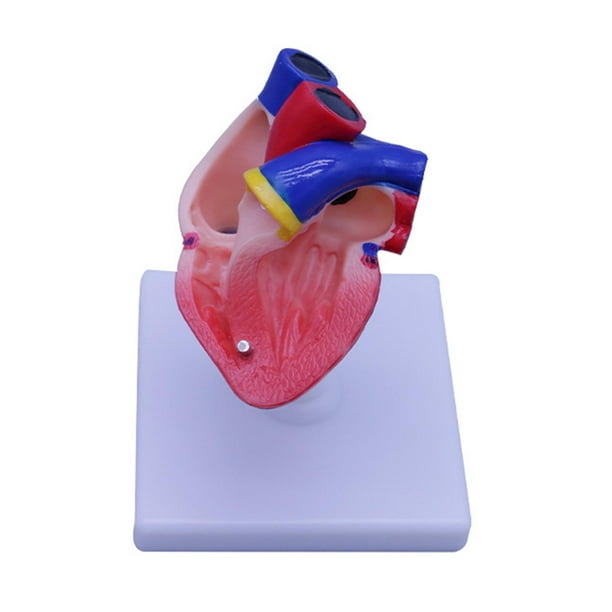 Human Heart Anatomy Model Learning Tool Human Heart Structure Model for ...