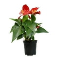 8-12" Flamingo Flower, Red Anthurium | Easy Houseplant | Filtered Sun ...