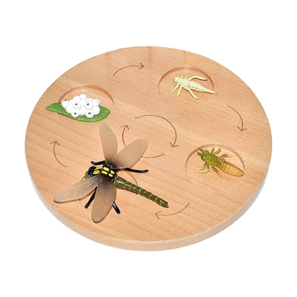 Life Cycle Tray Cognitive Toy Early Learning Science for Ages 3-6 ...