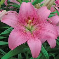 Easy to Grow Lilium Asiatic Lily Bright Diamond 3 Plant Bulbs, Summer ...