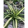 AUGUST BREEZE FARM Hawaiian Spider Plant, Variegated Green and White ...