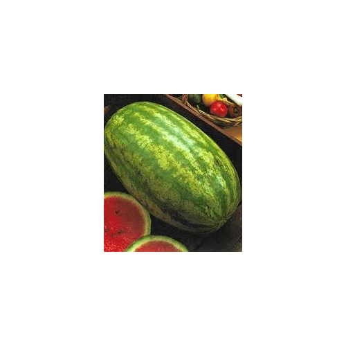 Watermelon Striped Klondike Blue Ribbon Great Heirloom Garden Vegetable ...