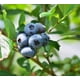 ( 1 ) - Mini Blues Blueberry Bush - Starter Plant ( 4m ) ( 1 live plant ...