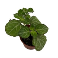 Oak Leaf Grape Ivy Plant - Cissus rhombifolia - 4" Pot - Walmart.com