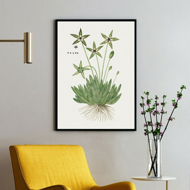 Tridentea Pedunculata - Masson L.C. Leach: Stapelia - 1777–1786 ...