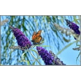 100 MIXED Colors Outdoor Butterfly Bush Buddleia Davidii Flower Shrub ...