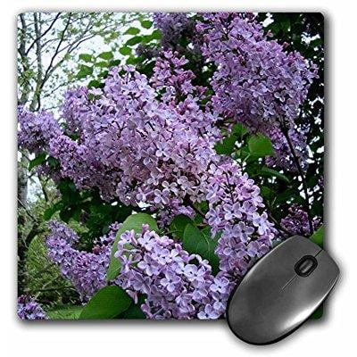 3dRose Lilac, Mouse Pad, 8 by 8 inches - Walmart.com