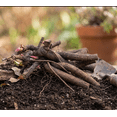 Exquisite Peony - Upright growth - Thick root system - Heat enduring ...
