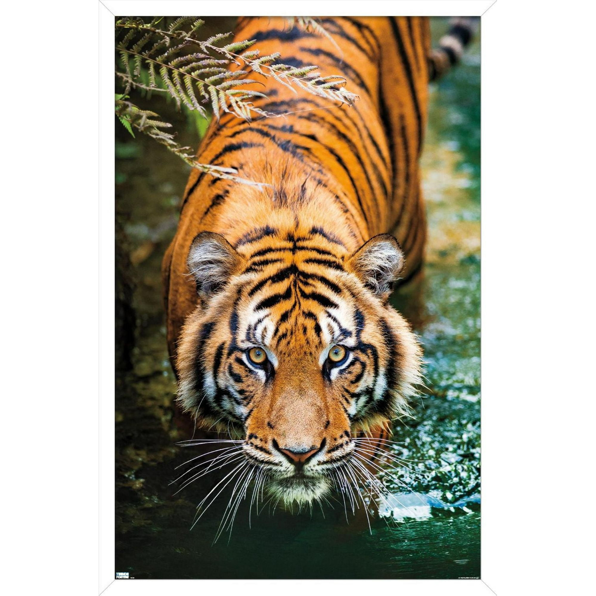 Click here for Trends International Tiger - Water Wall Poster  22... prices