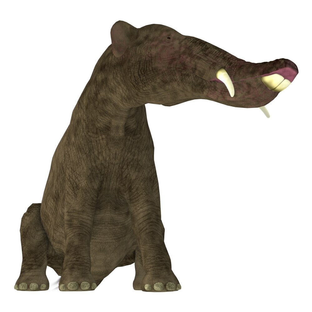 Platybelodon Mammal On White Background Platybelodon Was A Herbivorous