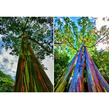 Rainbow Eucalyptus Tree Seeds - 50 Seeds - Stunning Colored Bark ...