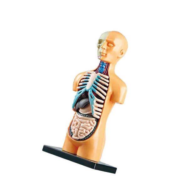 Science Human Body Model Classroom with Removable Organs Learning DIY ...