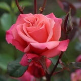 Heirloom Roses - Honeysweet Hardy Rose Bush - Live Orange Rose Bushes ...