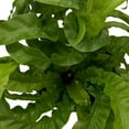 Hurricane Fern, Asplenium Antiquum VITASPHUR, Bird's nest Fern in 6 ...