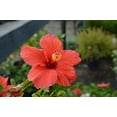 Hibiscus President Red 3 Live Plants Hibiscus Rosa-Sinensis Vibrant Red ...