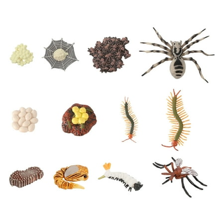 Insects Life Cycle Figurines 3 Sets Insects Life Cycle Models of ...