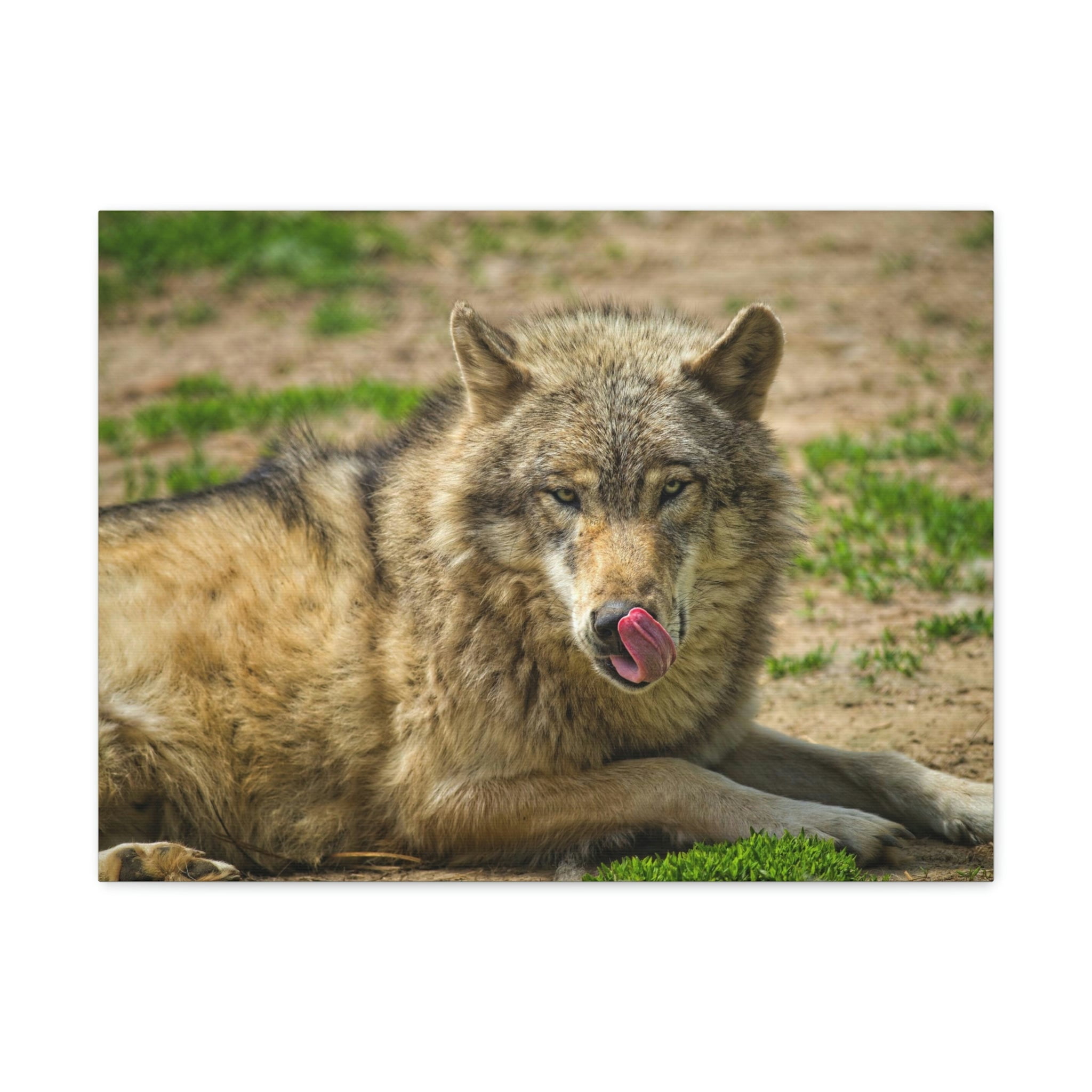 Funny Wolf Silly Wolf Scene Outside Wall Art Ready to Hang Unframed ...
