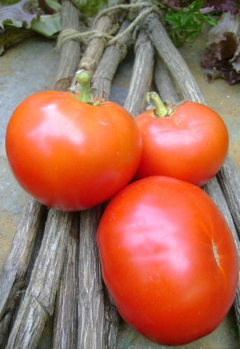 Tomato Oregon Spring Great Heirloom Garden Vegetable 100 Seeds ...