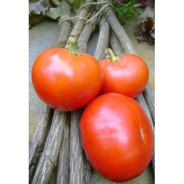 Peron Sprayless Tomato Seed ~25 Seeds - Heirloom, Open Pollinated, Non ...