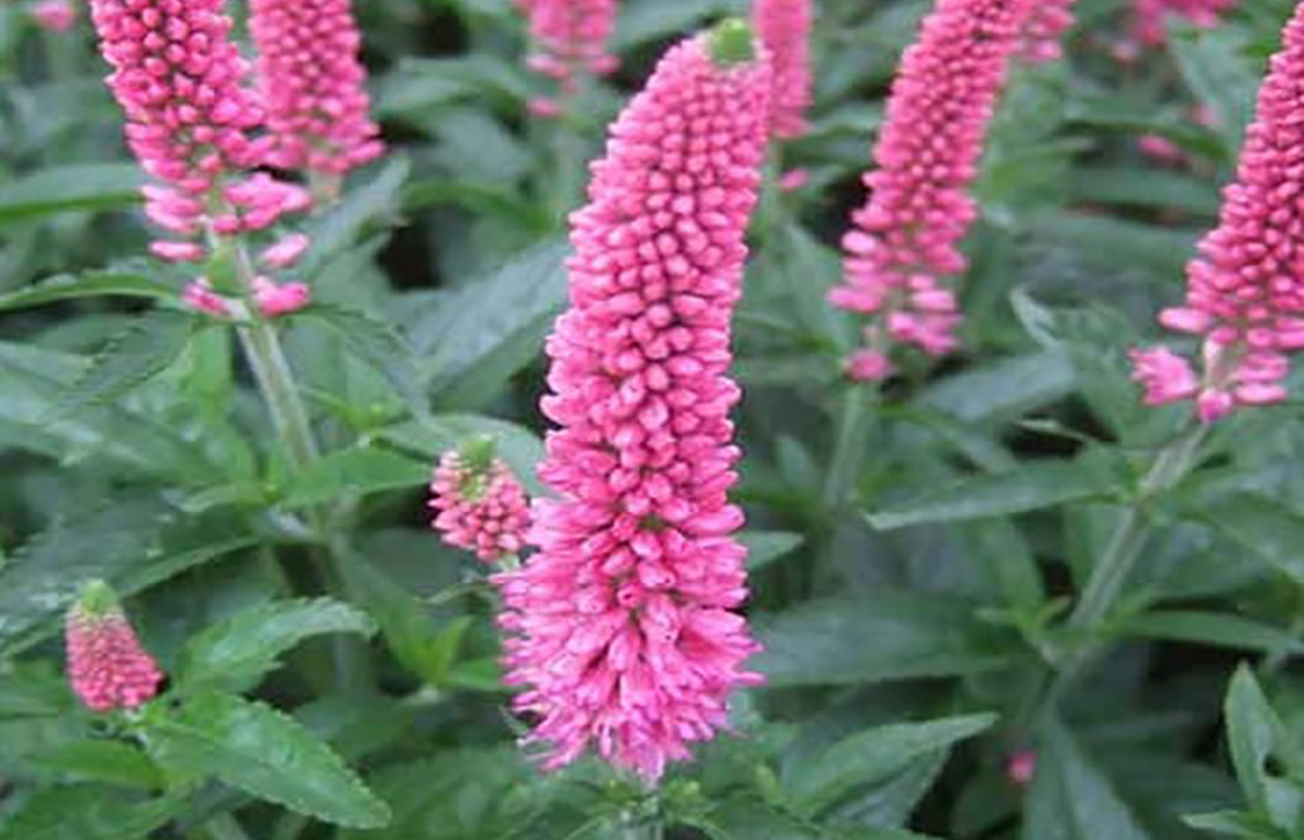 First Love Veronica - Speedwell - 4" Pot - Perennial - Walmart.com