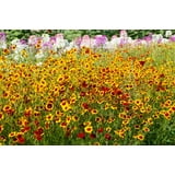 1000 GOLDEN WAVE COREOPSIS (Goldenmane Tickseed) Coreopsis Basalis ...