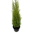 Lemon Scented Goldcrest Cypress Tree - Indoors/Out - 6" Pot - Walmart.com