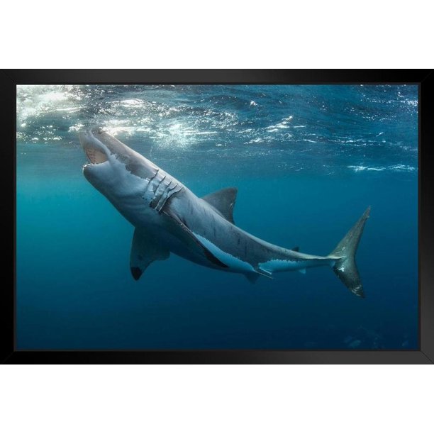 Great White Shark with Jaws Open Shark Posters For Walls Shark Pictures ...