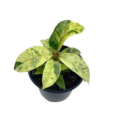 Ficus Moonshine Shivereana, 4 inch, Variegated Rubberplant, Splash ...