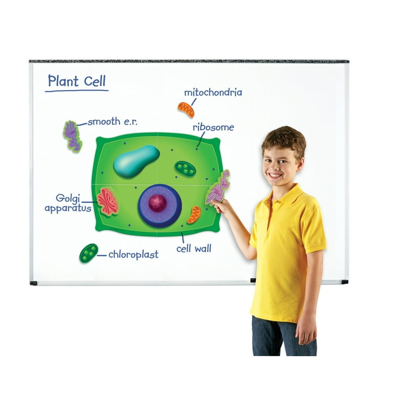 Plant Cell Model By Kids