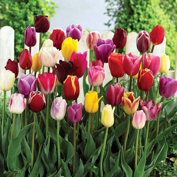 Rainbow Mix Tulip 10 Bulbs - Bright Array of Colors - 12/+ cm Bulbs ...
