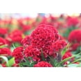 Cockscomb Seeds, Mixed Colors - Amazing Garden Flower - Made in USA ...