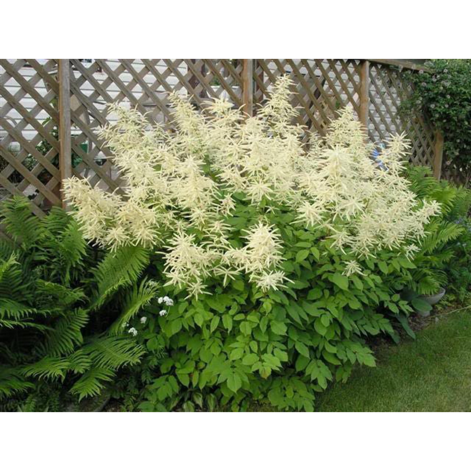 Click here for Seedville Usa 50 White Goats Beard (Like Astilbe)... prices