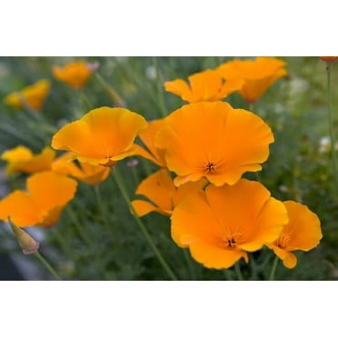 California Orange Poppy, 200+ Seeds, Beautiful Bright Orange, Perfect ...