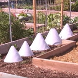 Solar Cone Plant Protector Cover - Large - Box of 4 - Reusable Foam ...