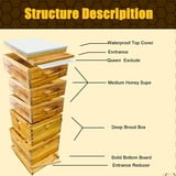 5 Layer Beehive, Bee Hive Dipped in 100% Beeswax, Include Queen ...