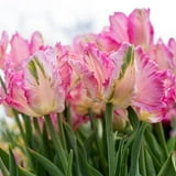 CZ Grain, 10 Weber's Pink Parrot Tulip Bulbs, Fall Planting, Spring Blooms, Creamy, Purple ...