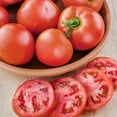 Bonnie Plants Better Bush Tomato, 19.3 oz., 2-Pack, Live Plants ...