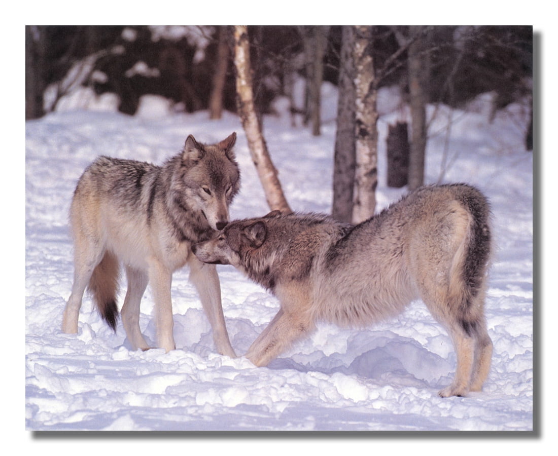 Wolf Two Grey Wolves Hug Close Up in Snow Photo Wall Picture 8x10 Art ...