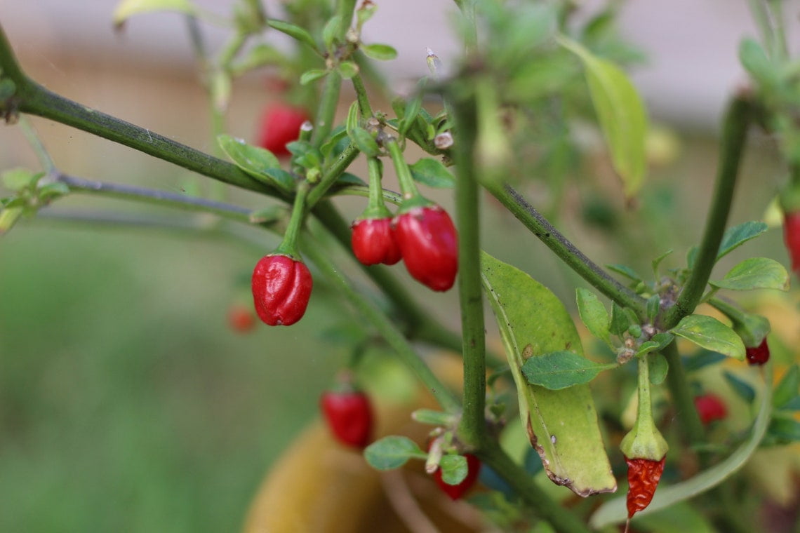 Pepper Seeds -Hot Chiltepin Pepper -10 Seeds- Wild Chile - Super Hot ...