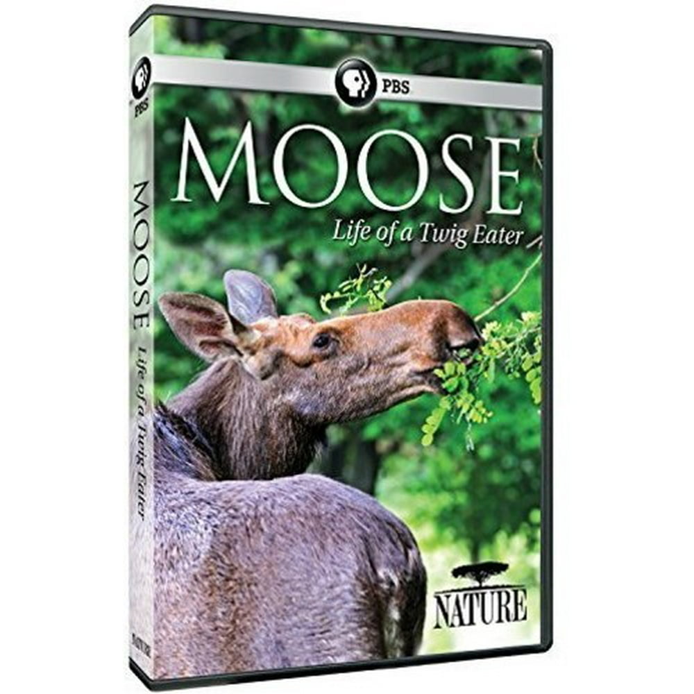 Nature: Moose - Life of a Twig Eater (DVD) - Walmart.com - Walmart.com