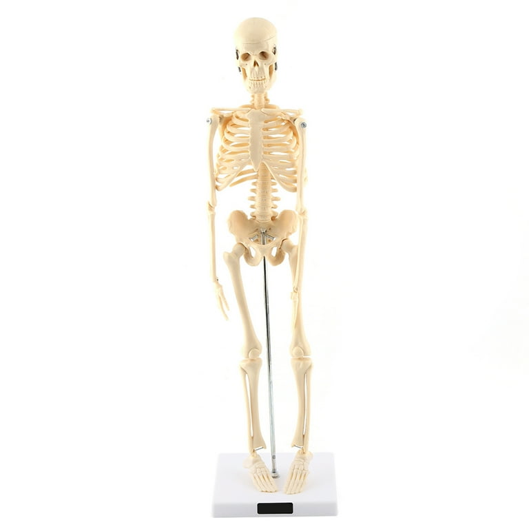 Skeleton Models For Teaching