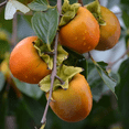Live 2 Pcs Persimmon Tree Live Plants, Tropical Fruit Trees, Sweet and ...