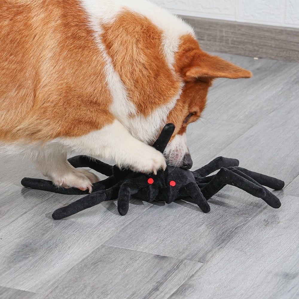 Spider Eating Dog