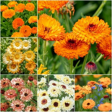 CZ Grain Ammi Dara Flower Seeds, Mixed Color Queen Anne's Lace, 100 ...