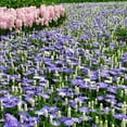 Anemone Bulbs (Fall-Planted) - Blue White Blanda Mix - 100 Bulbs, Blue ...