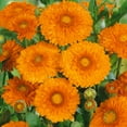 Pot Marigold Seeds Drought Resistant Calendula Officinalis Geisha Girl ...