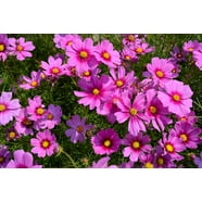 50 Mixed Colors VERONICA SIGHTSEEING MIXTURE (Spike Speedwell) Veronica ...