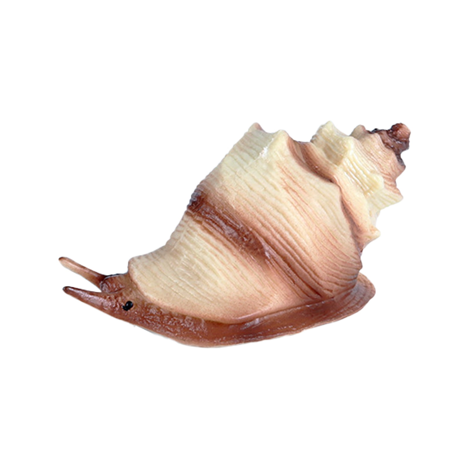 Conch Animal