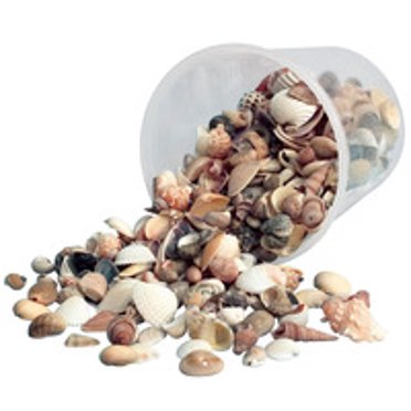 Coco Midrib Sea Shell Pack: Natural, 10 inches - Walmart.com