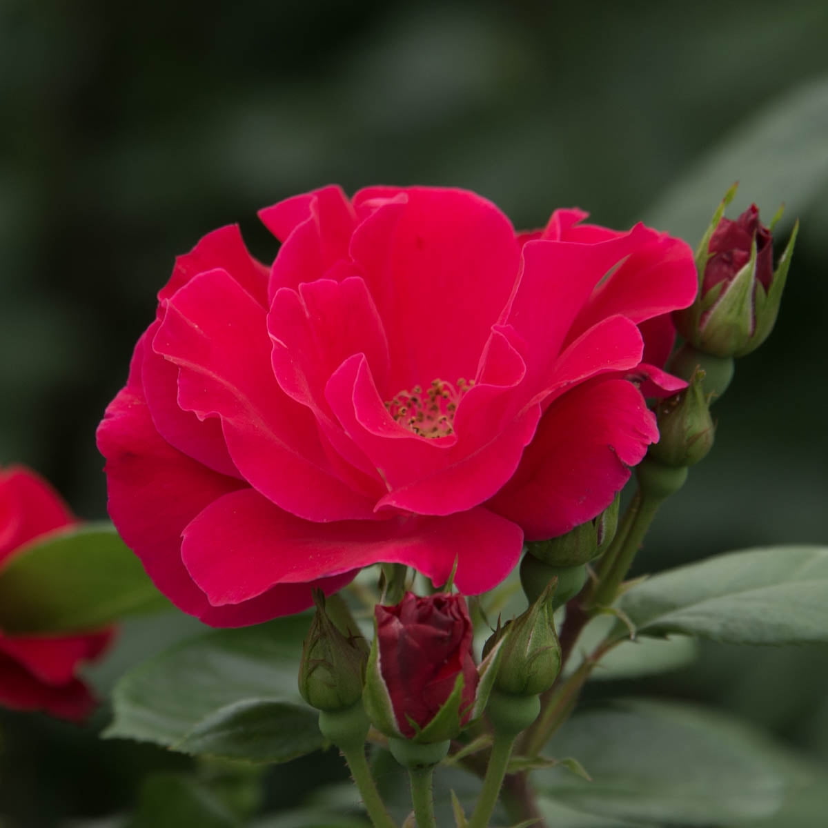 Red Flowering Freedom Shrub Rose 4 In. Potted Deciduous Plant (1-Pack ...
